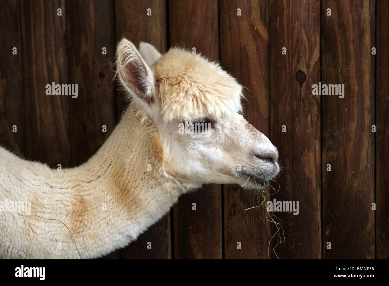 HEAD SHOT WHITE CREAM ALPACA CHEWING STRAW SIDE VIEW BROWN TIMBER ...