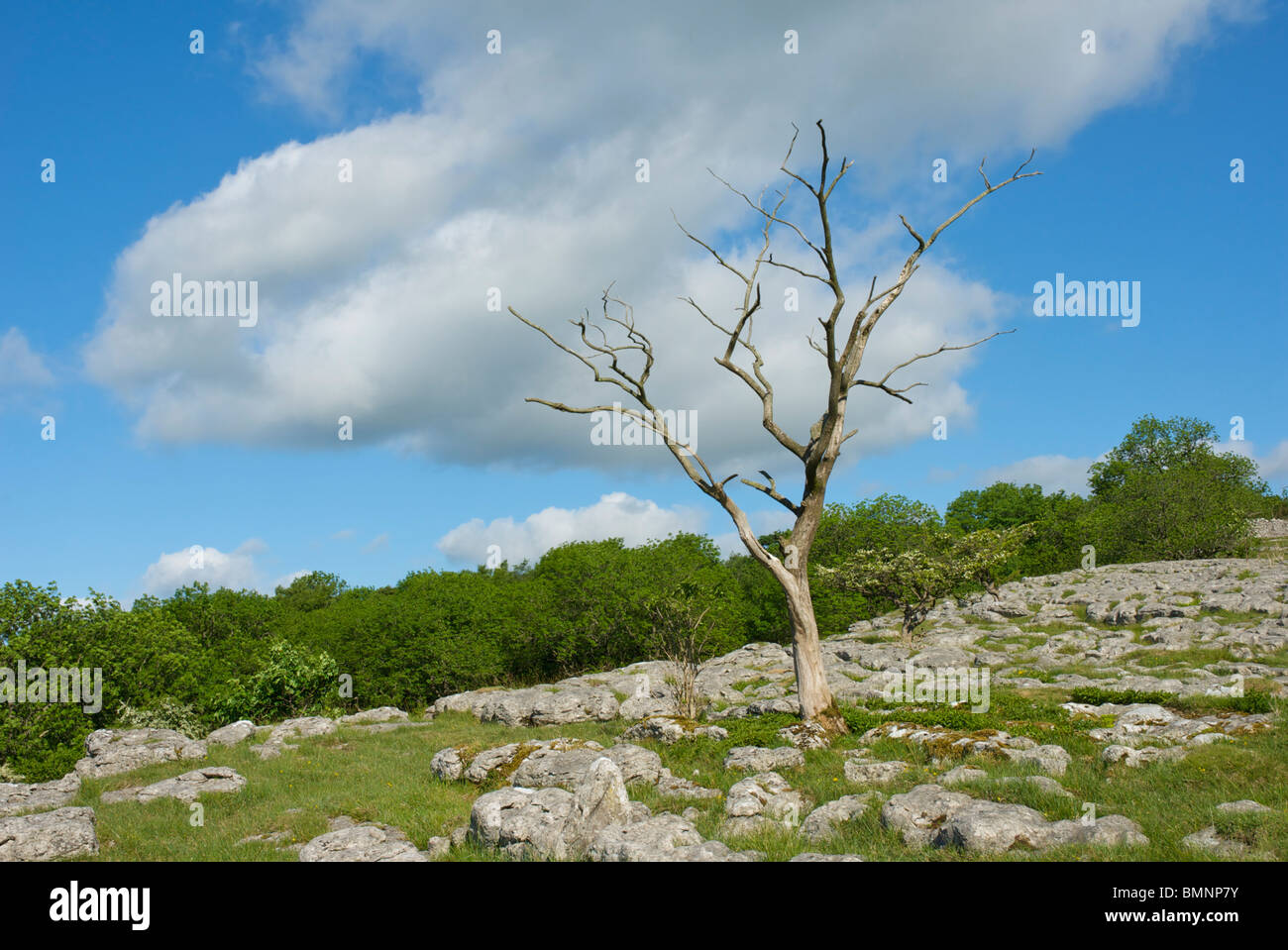 Limestone scenery on Dales Way near Grassington, Wharfedale, Yorkshire ...