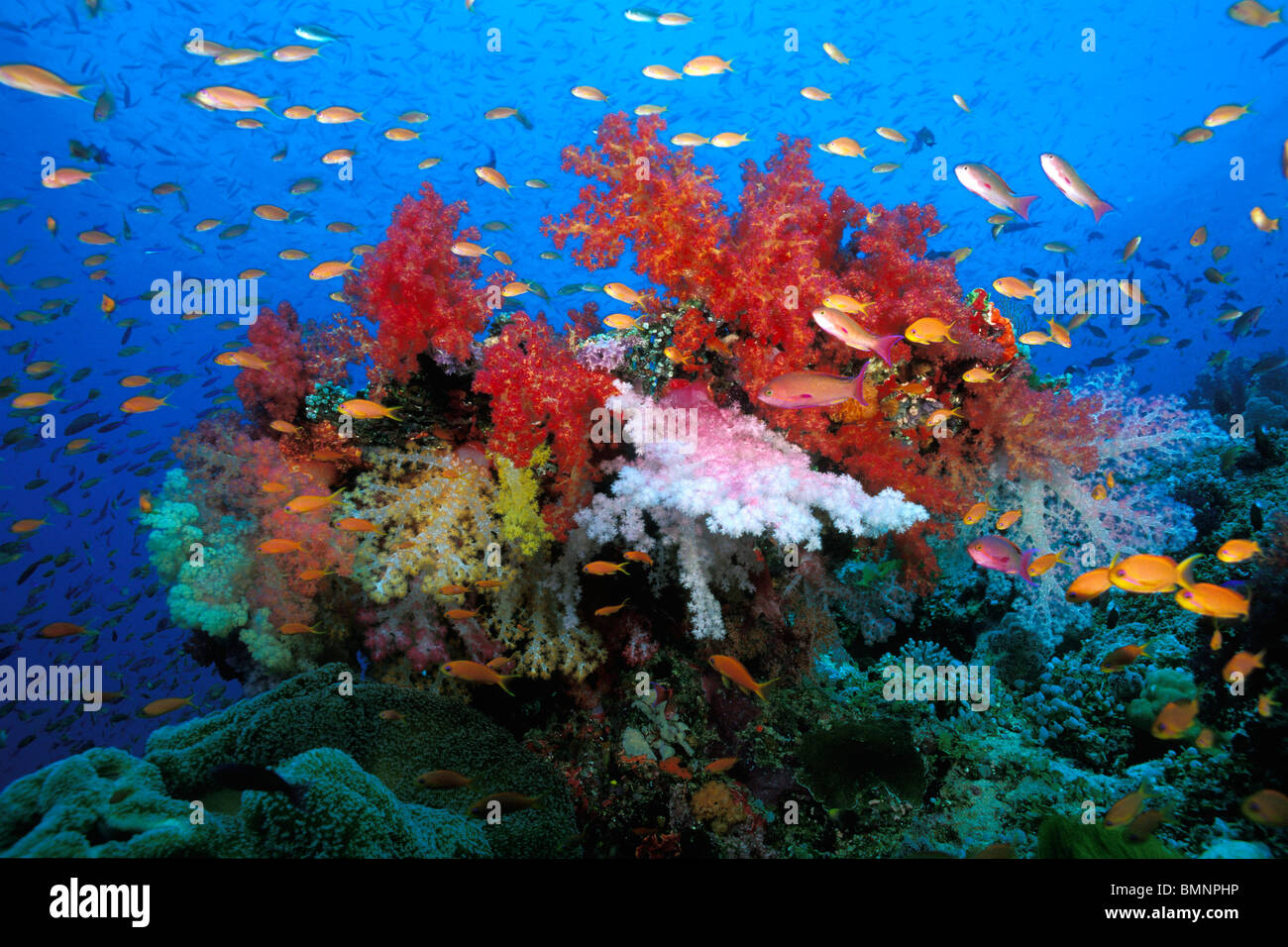 Tropical coral reef, Fiji, Pacific Ocean Stock Photo - Alamy