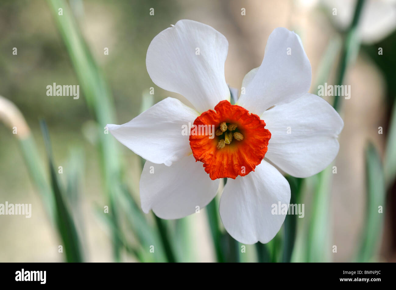 Narcissus bloom hi-res stock photography and images - Alamy