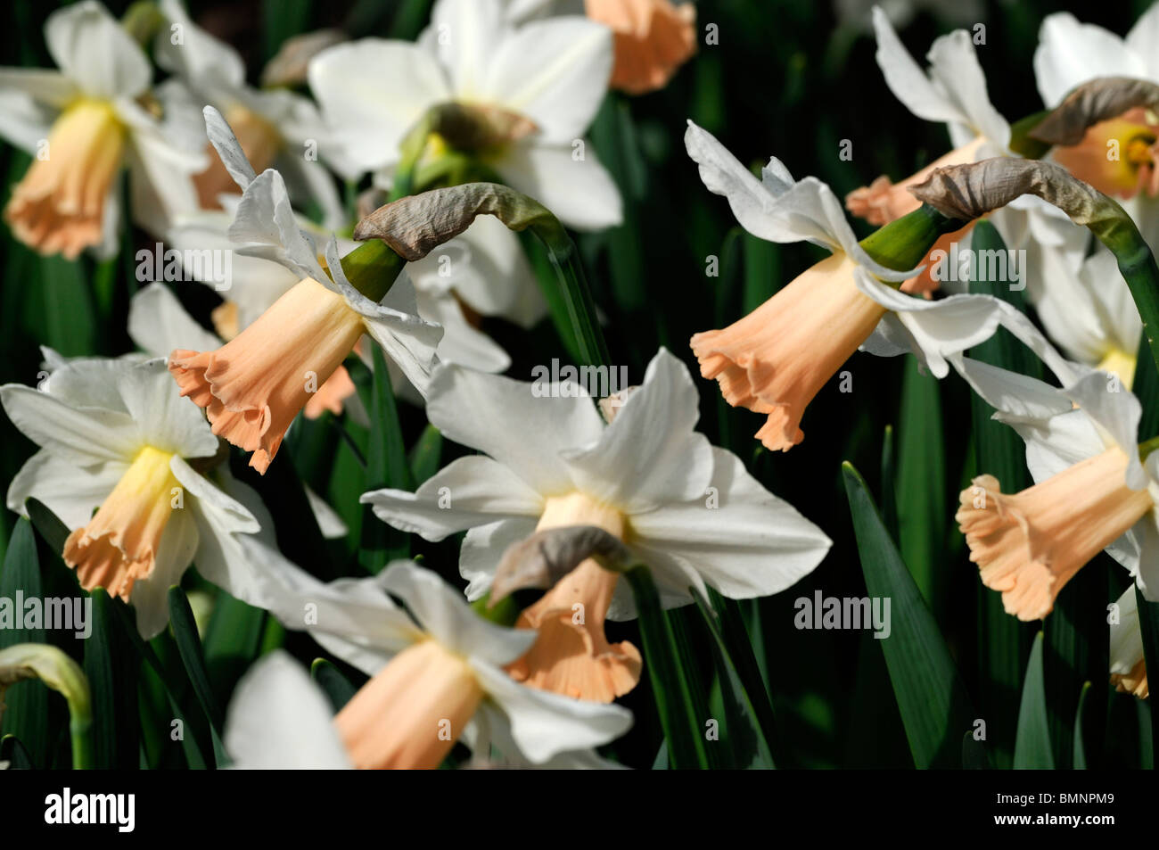 Yellow daffodil narcissus salome hi-res stock photography and images ...