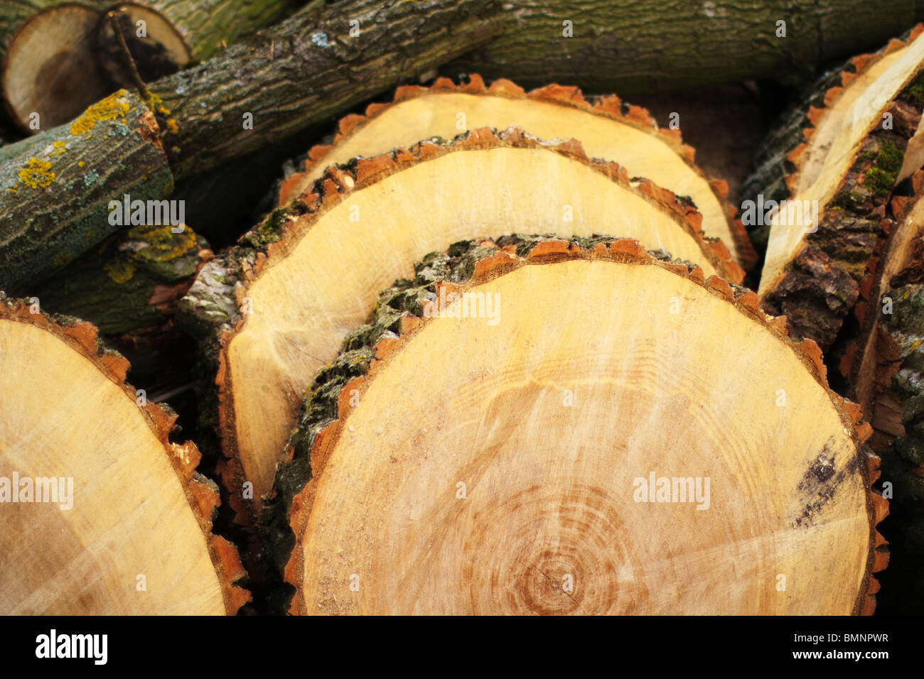 cut logs in forest firewood timber forestry Stock Photo - Alamy