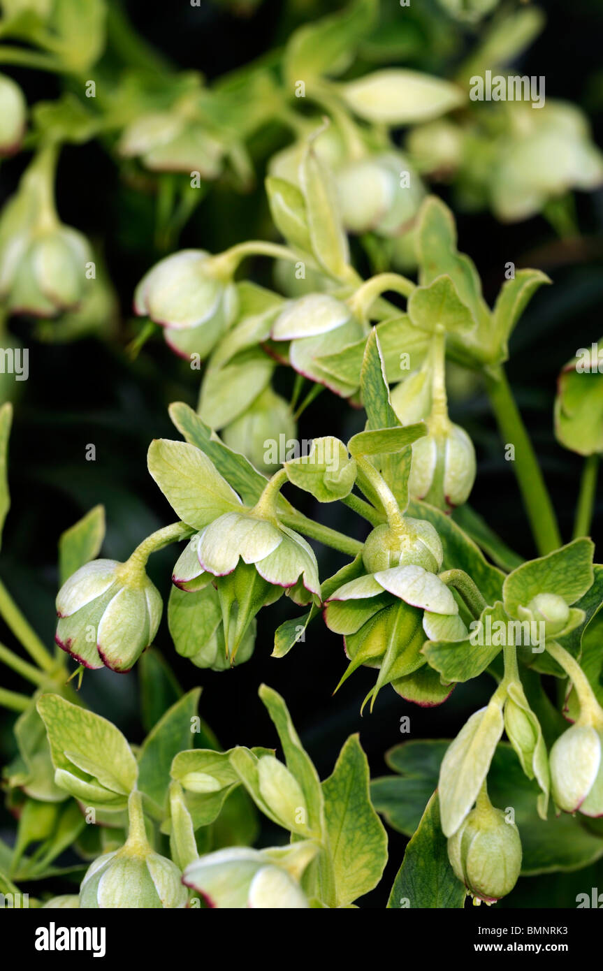 helleborus foetidus stinking hellebore flowers bunch group spring ...