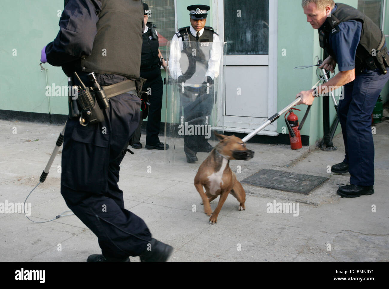 Can Police Seize Your Dog