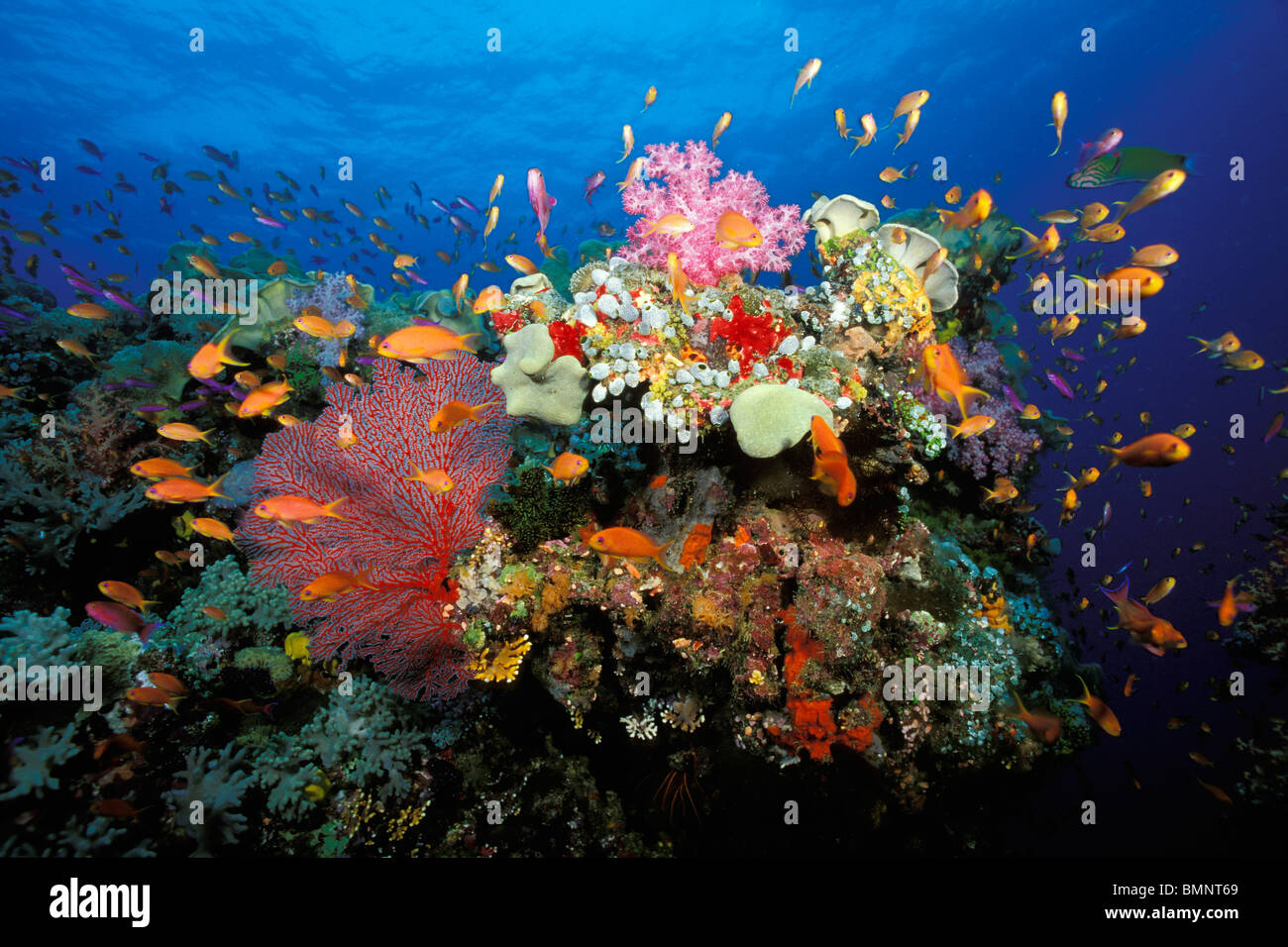 Coral Reef Fiji High Resolution Stock Photography and Images - Alamy