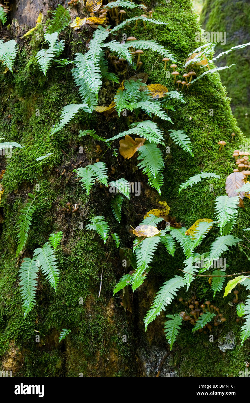 Fern oak tree hi-res stock photography and images - Alamy