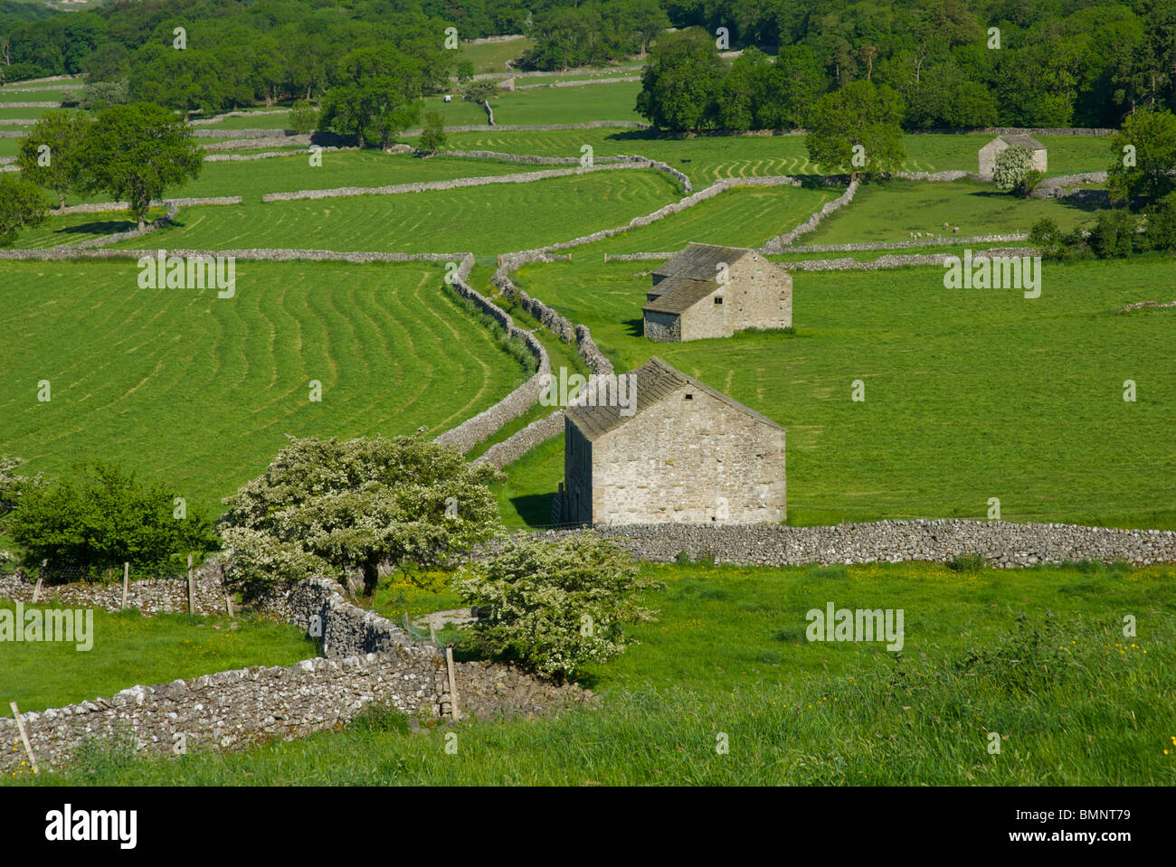Field barns and Grass Wood, near Grassington, Wharfedale, Yorkshire ...