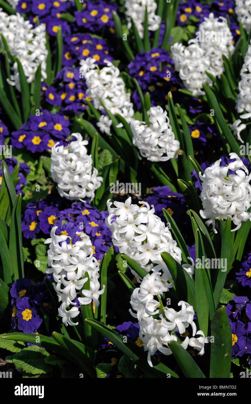 hyacinthus orientalis carnegie white primula polyanthus crescendo blue ...