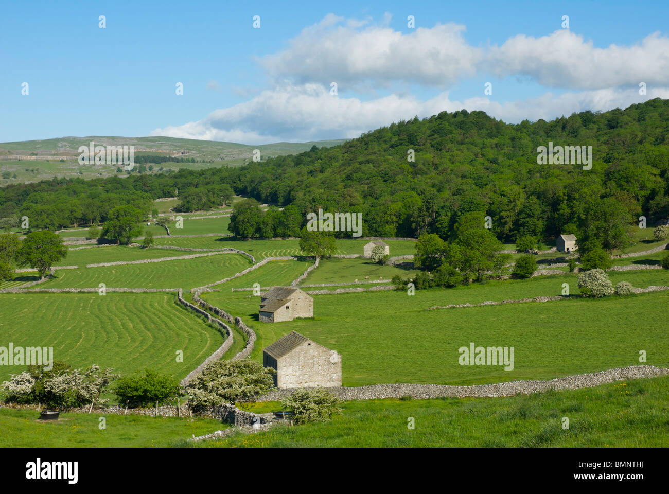 Field barns and Grass Wood, near Grassington, Wharfedale, Yorkshire ...