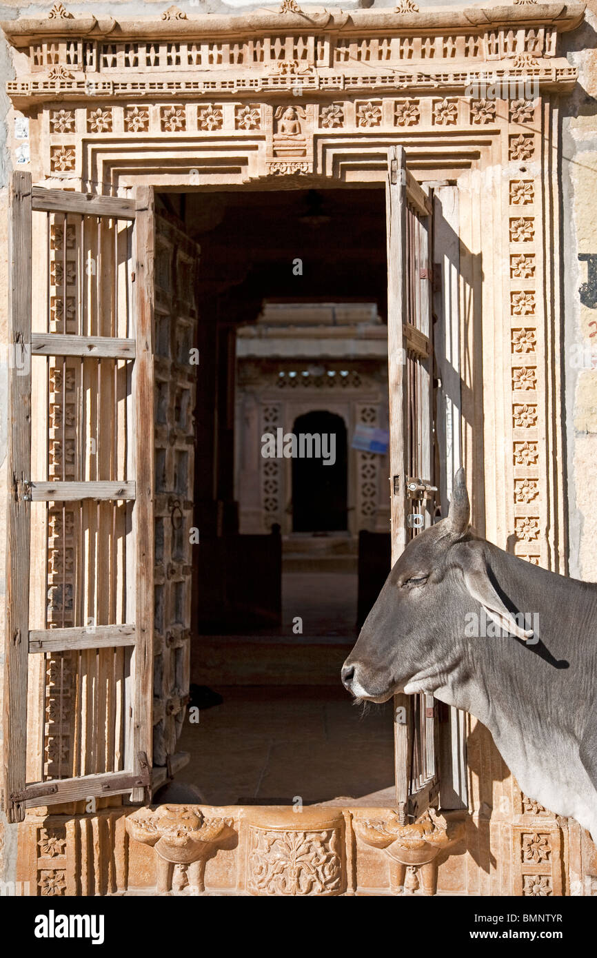 Holy cow and window decoration. Pushkar. Rajasthan. India Stock Photo ...