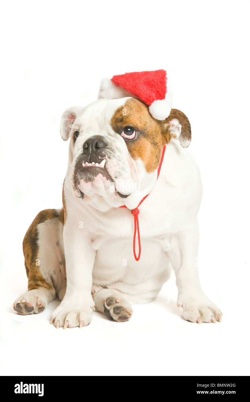 A British Bulldog with a Santa hat on against a pure white (255rgb ...