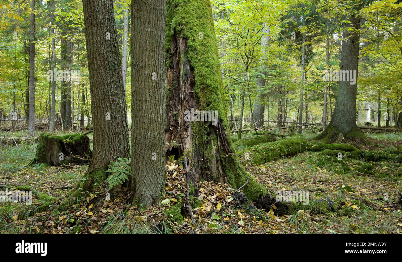 Autumnal landscape of deciduous stand with alder trees stump and old ...