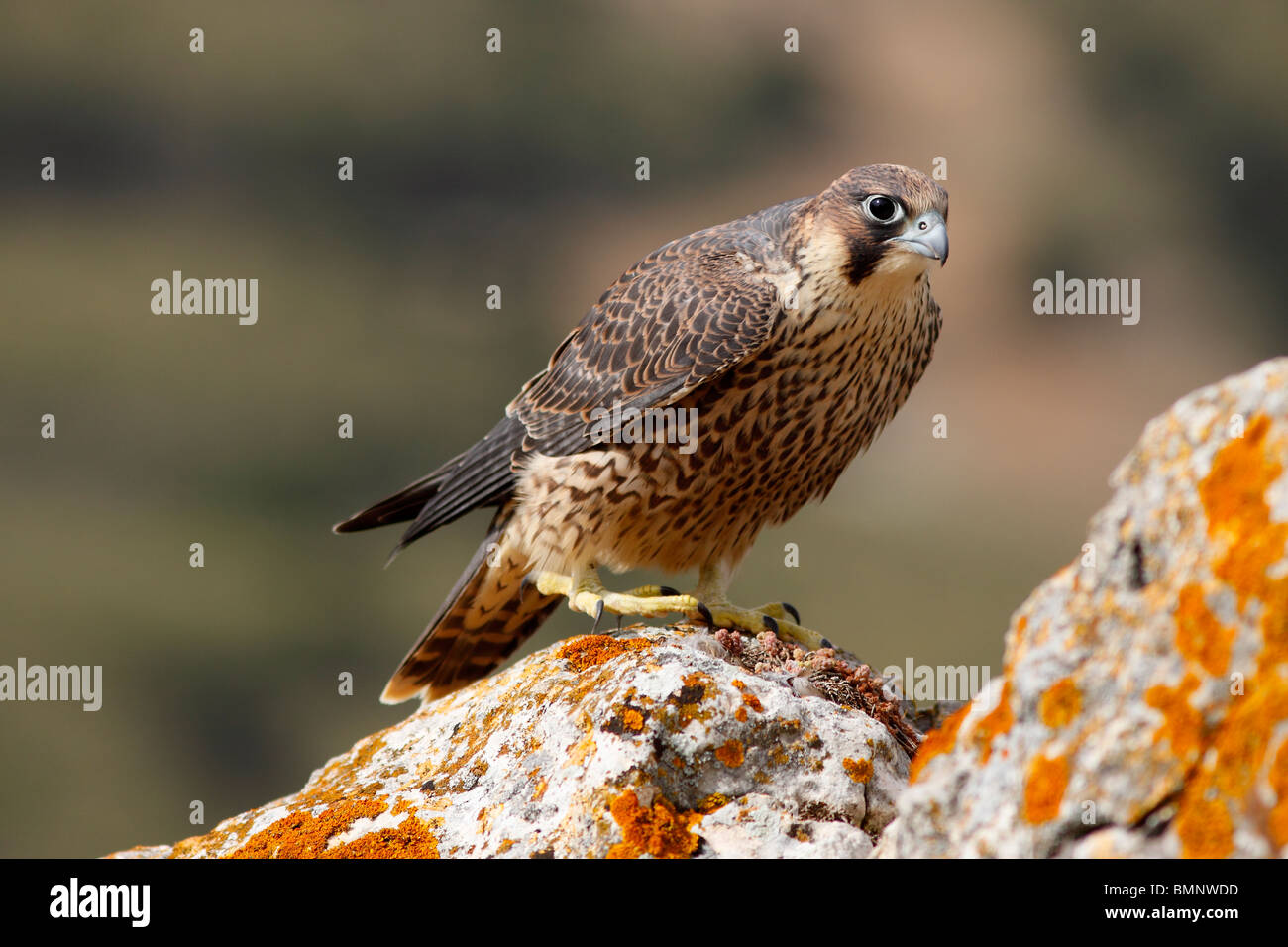 Brokei hi-res stock photography and images - Alamy