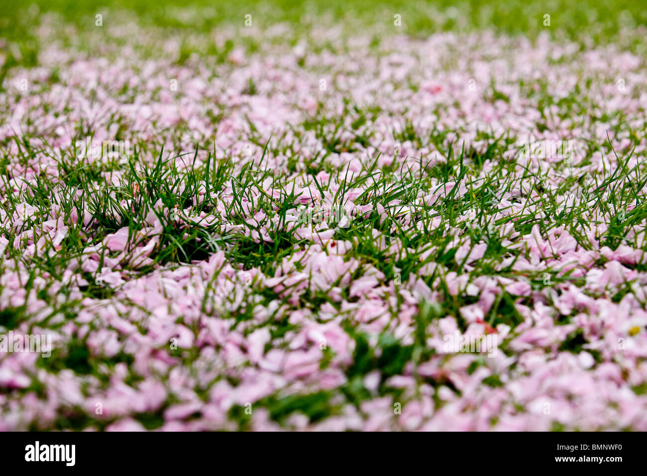 Fallen pink cherry blossom on green grass Stock Photo - Alamy