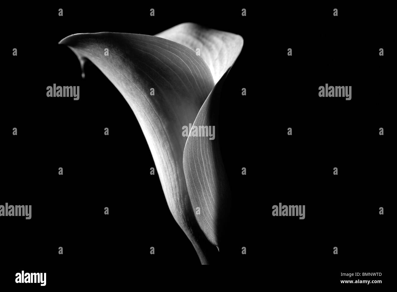 Black and white low key flower Stock Photo - Alamy