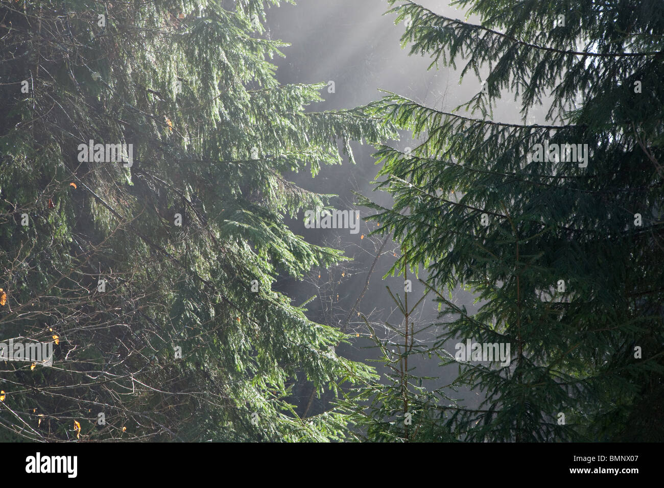 Misty forest at morning with illuminated spruce tree branch Stock Photo ...