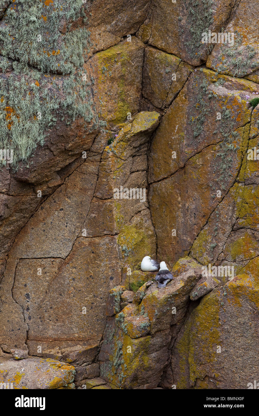 Cliff nesting gull hi-res stock photography and images - Alamy