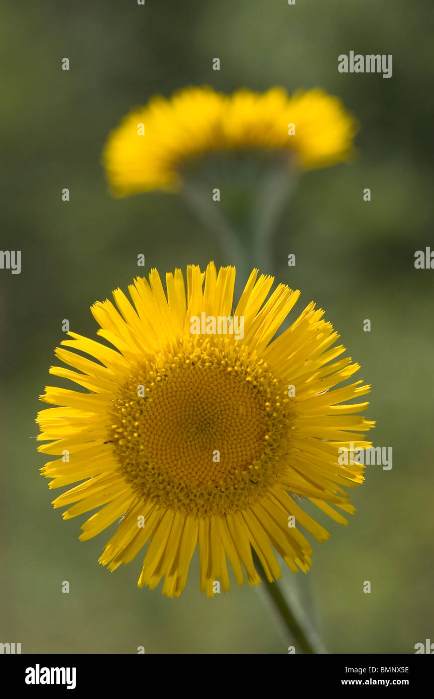 Mediterranean Fleabane (Pulicaria odora Stock Photo - Alamy