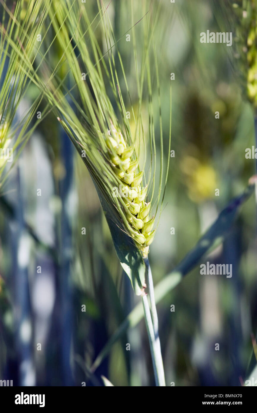 Barley head hi-res stock photography and images - Alamy