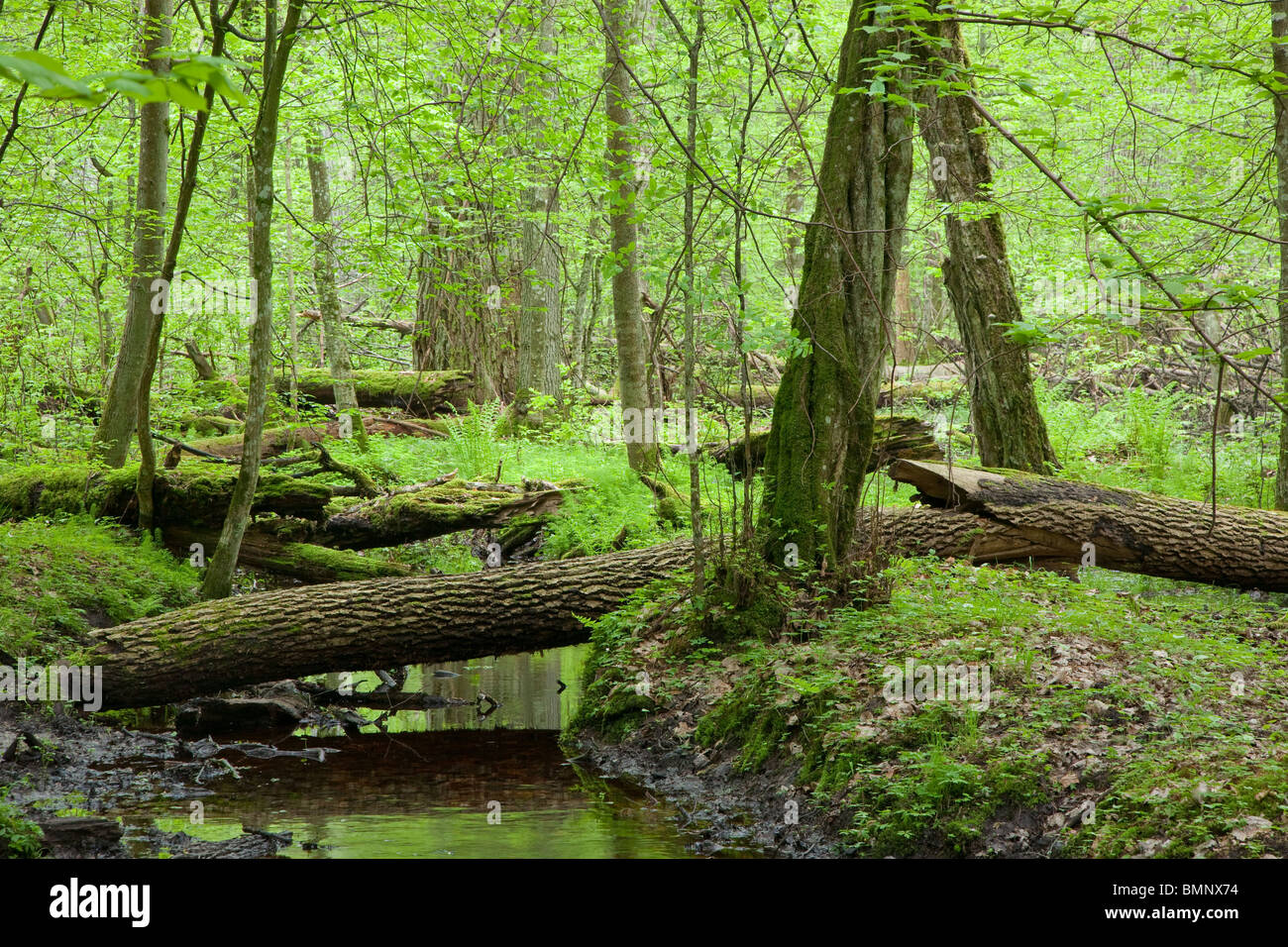 Log crossing stream hi-res stock photography and images - Alamy
