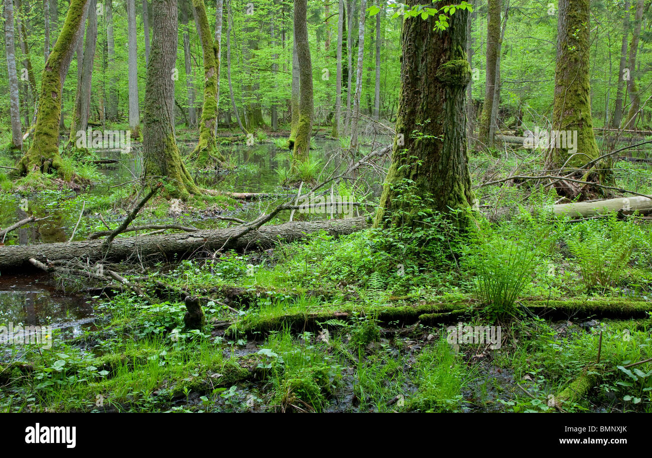 Springtime wet deciduous forest with standing water and old alder trees ...