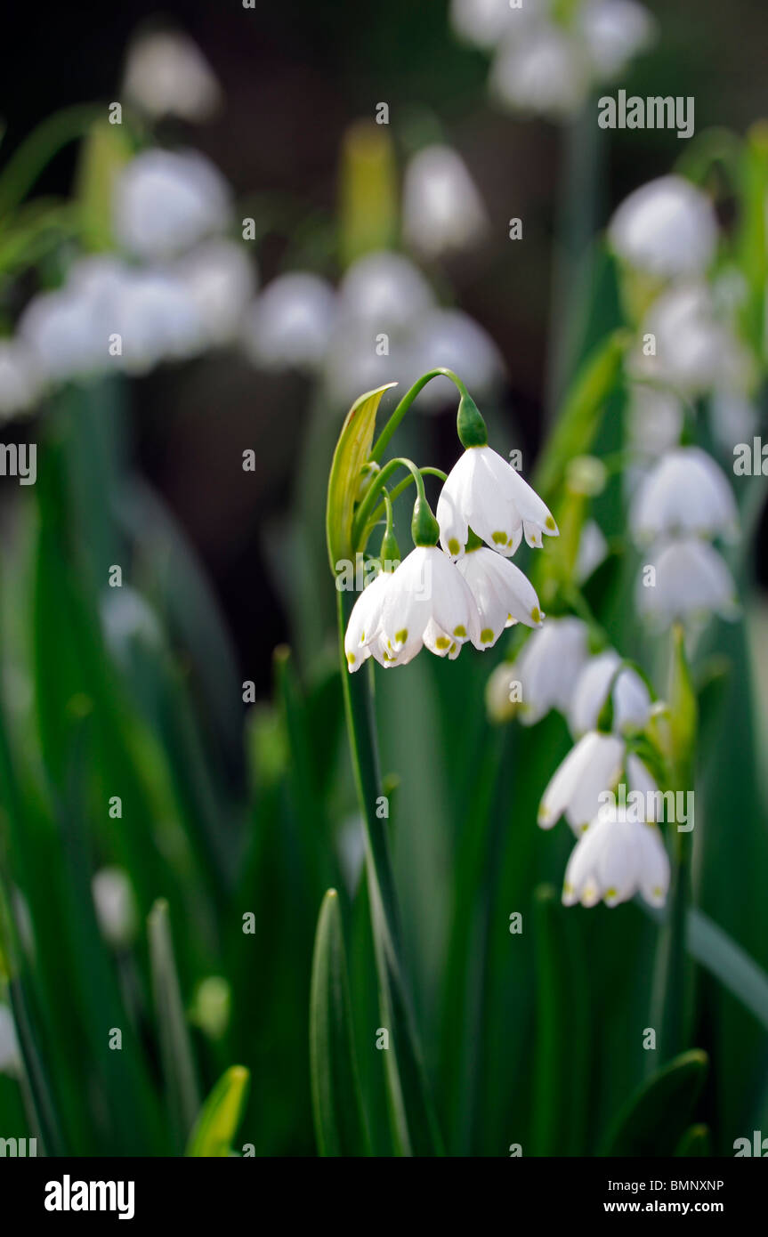 Leucojum aestivum Gravetye Giant Summer snowflake flowers small bell ...