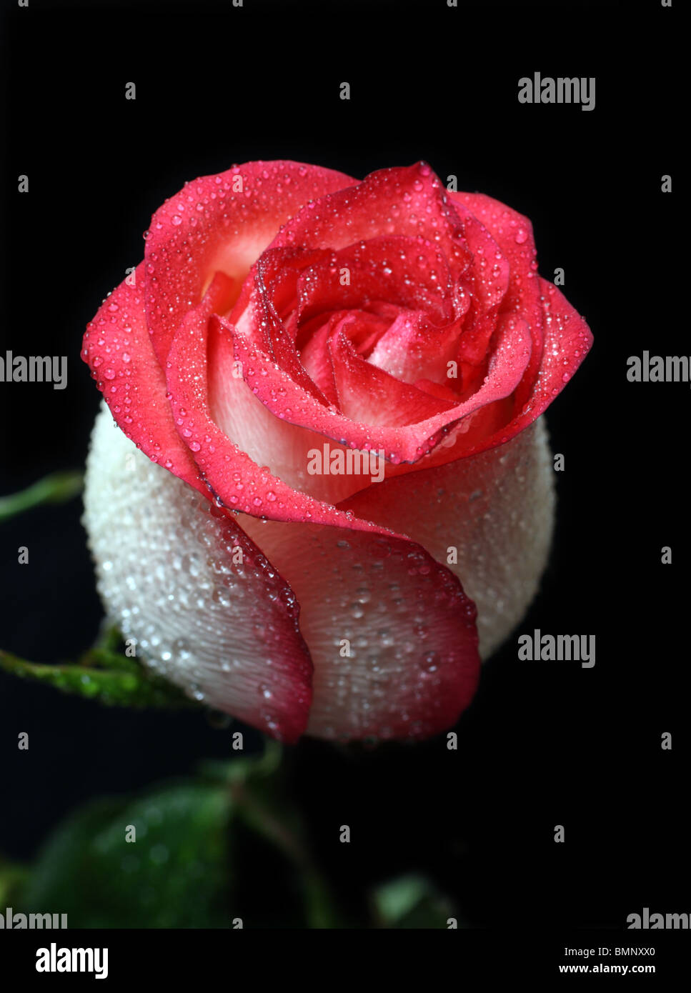 white with red border rose on black background Stock Photo - Alamy