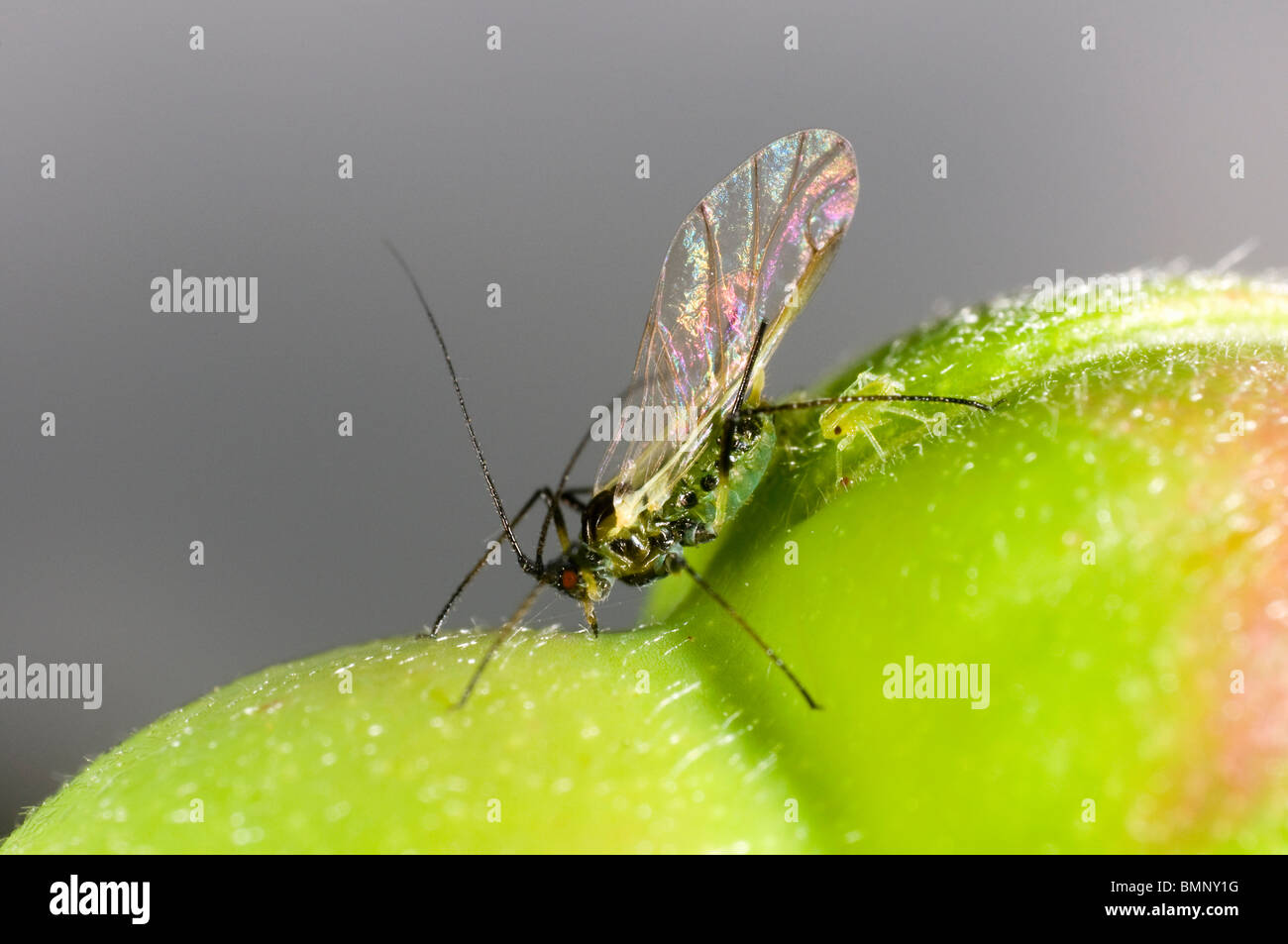 Aphid birth hi-res stock photography and images - Alamy