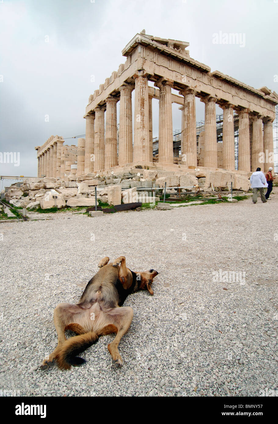 Stray dog enjoying itself in front of Acropolis, Athens, Greece Stock ...
