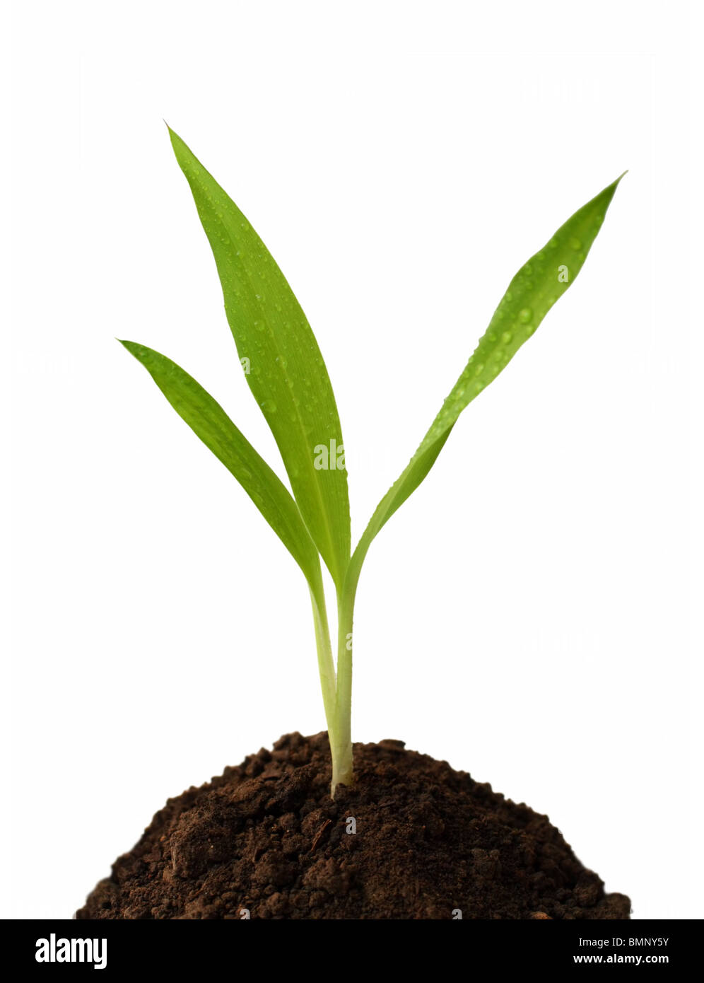 small green sprout in soil isolated on white Stock Photo - Alamy