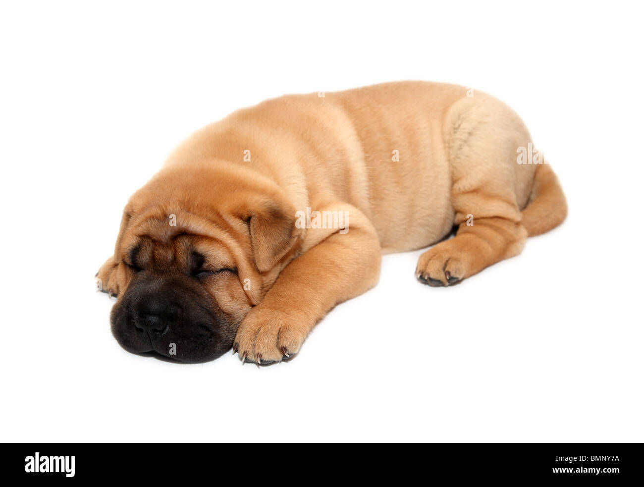 Tired dog sleeping on Cut Out Stock Images & Pictures - Alamy