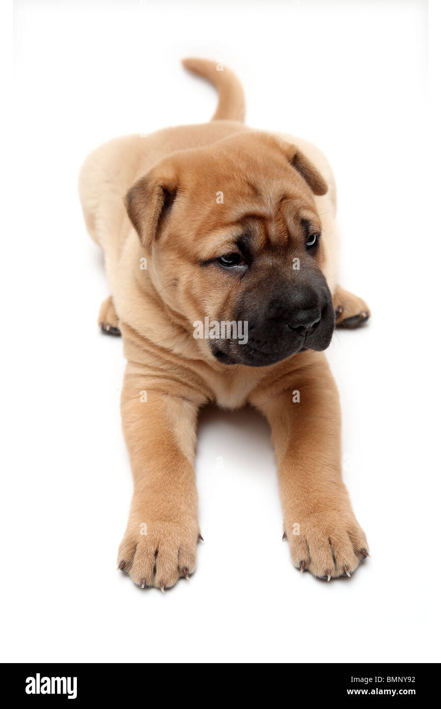 shar pei puppy dog isolated on white Stock Photo - Alamy