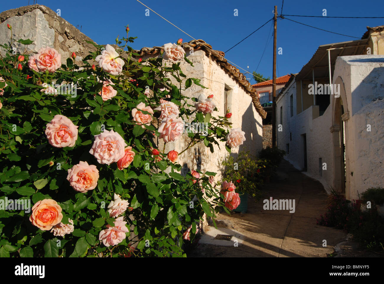 Rose bush in an alley, Yeraki (Heraki) Greece Stock Photo - Alamy