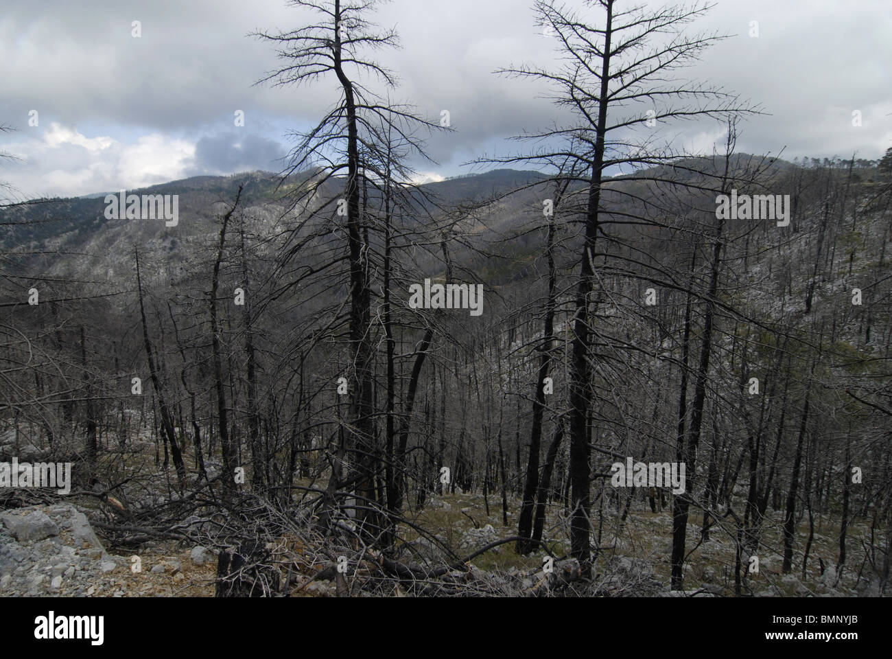Dead trees after forest fires, Greece Stock Photo - Alamy