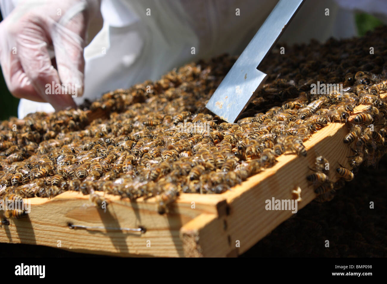 Chamber of his beehive hi-res stock photography and images - Alamy