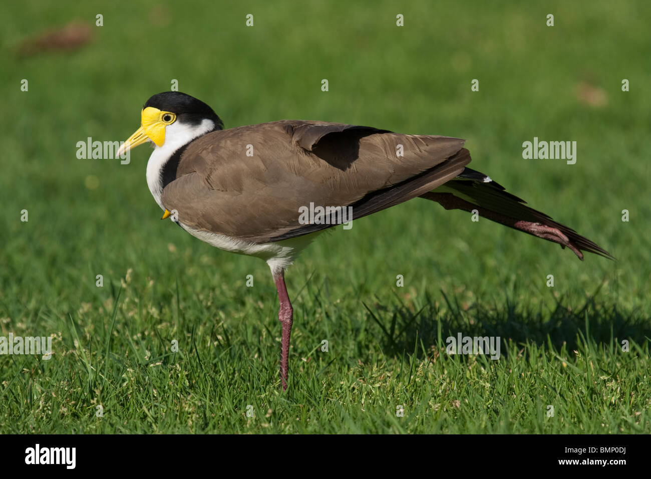 Stretching wing and leg hi-res stock photography and images - Alamy