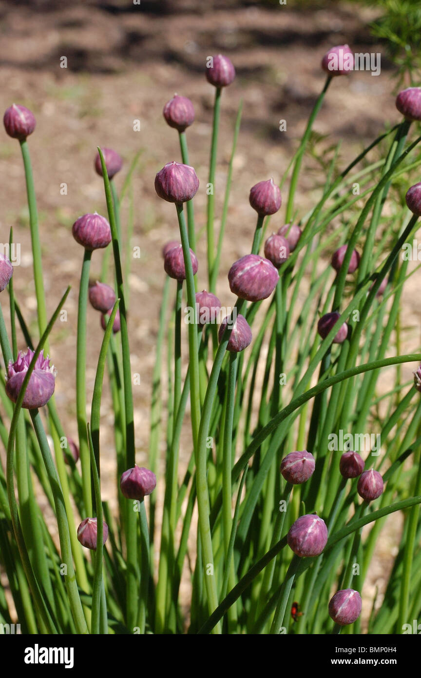 chives in bud Stock Photo - Alamy