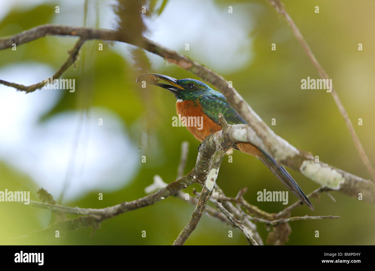 Jacamerops aurea hi-res stock photography and images - Alamy