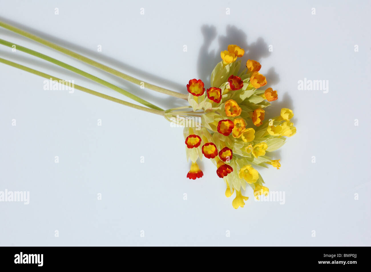 Bunch of primroses hi-res stock photography and images - Alamy