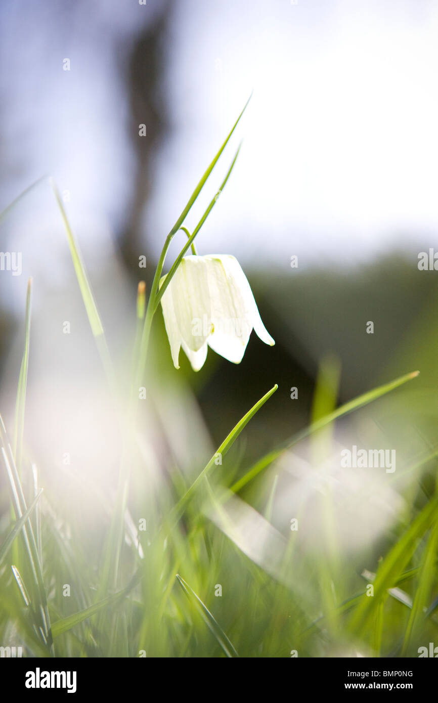 A white snake's head fritillary flower in bloom Stock Photo - Alamy