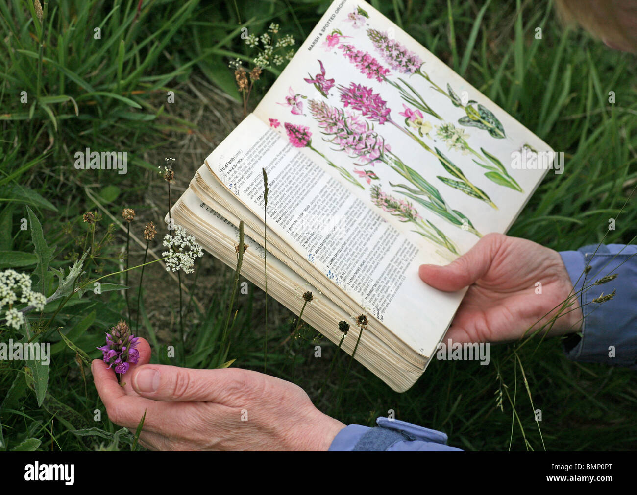 Book identification hi-res stock photography and images - Alamy