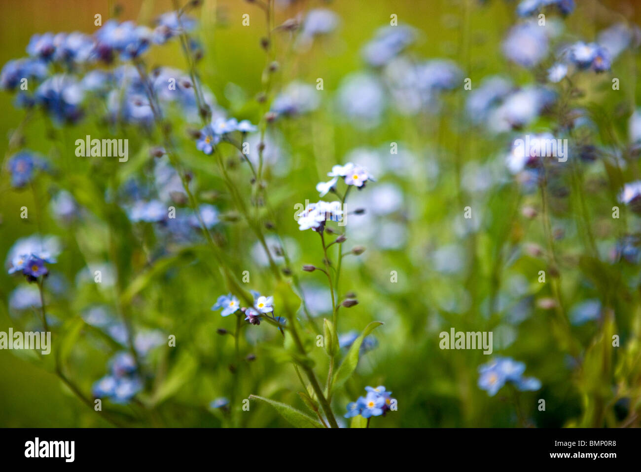 Forget me nots flowering in spring Stock Photo - Alamy