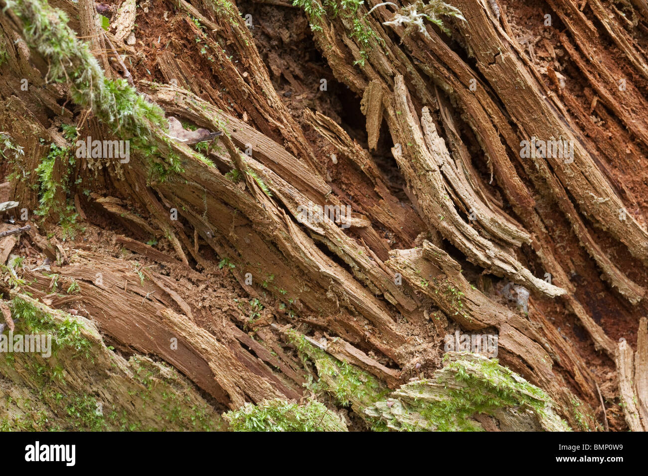 Rotten wood background closeup Stock Photo - Alamy