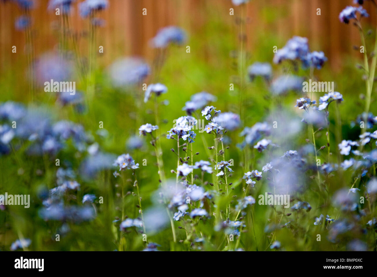 Forget me nots flowering in spring Stock Photo - Alamy