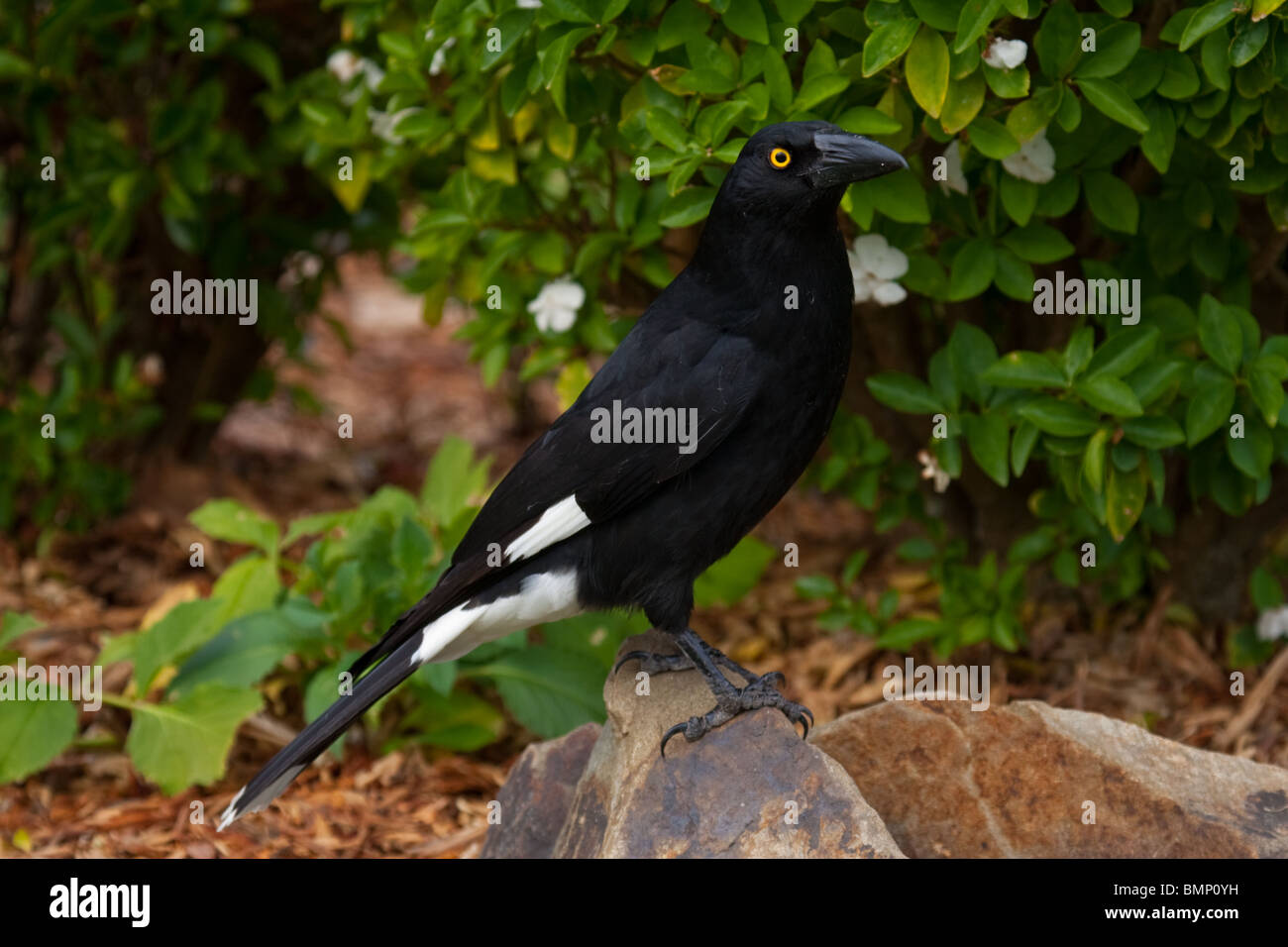 Pied currawong hi-res stock photography and images - Alamy