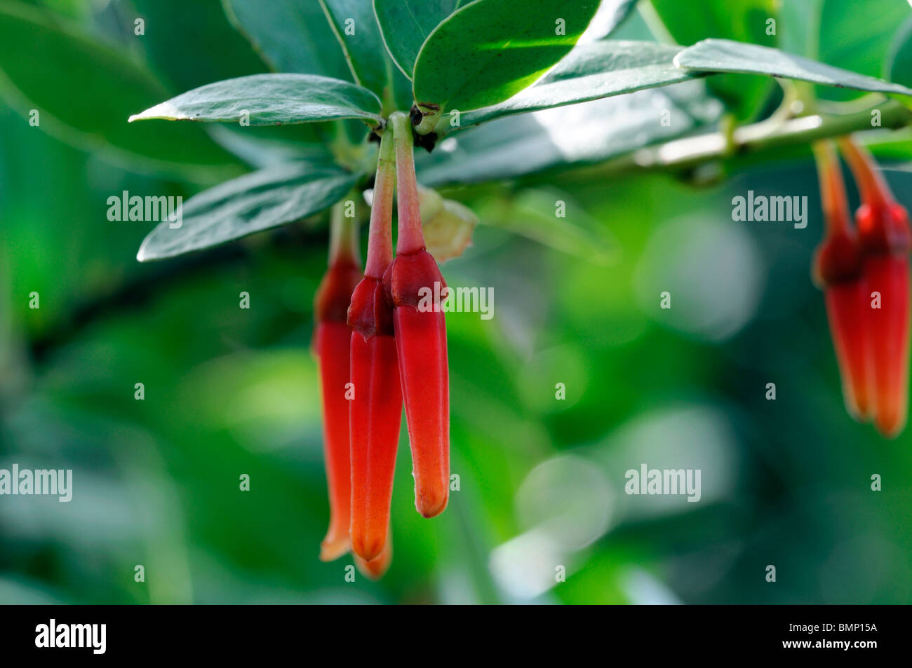 Vining floral hi-res stock photography and images - Alamy