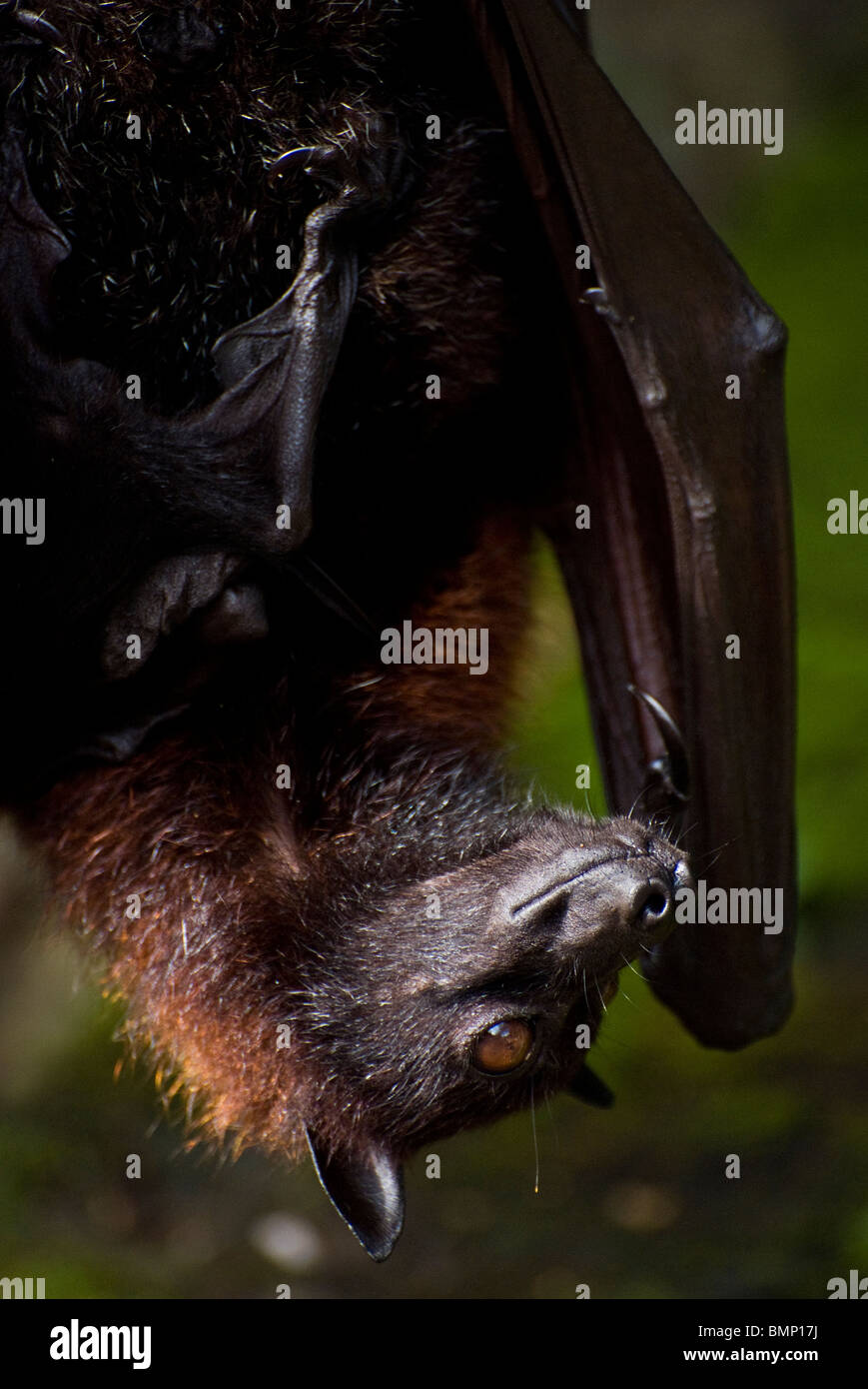 This fruit bat, or megabat, was seen in the village of Belimbing on the ...