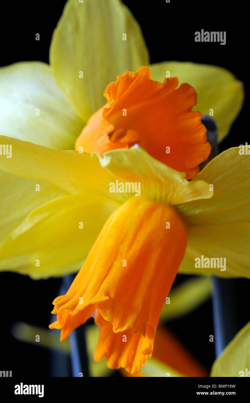 Narcissi jetfire hi-res stock photography and images - Alamy