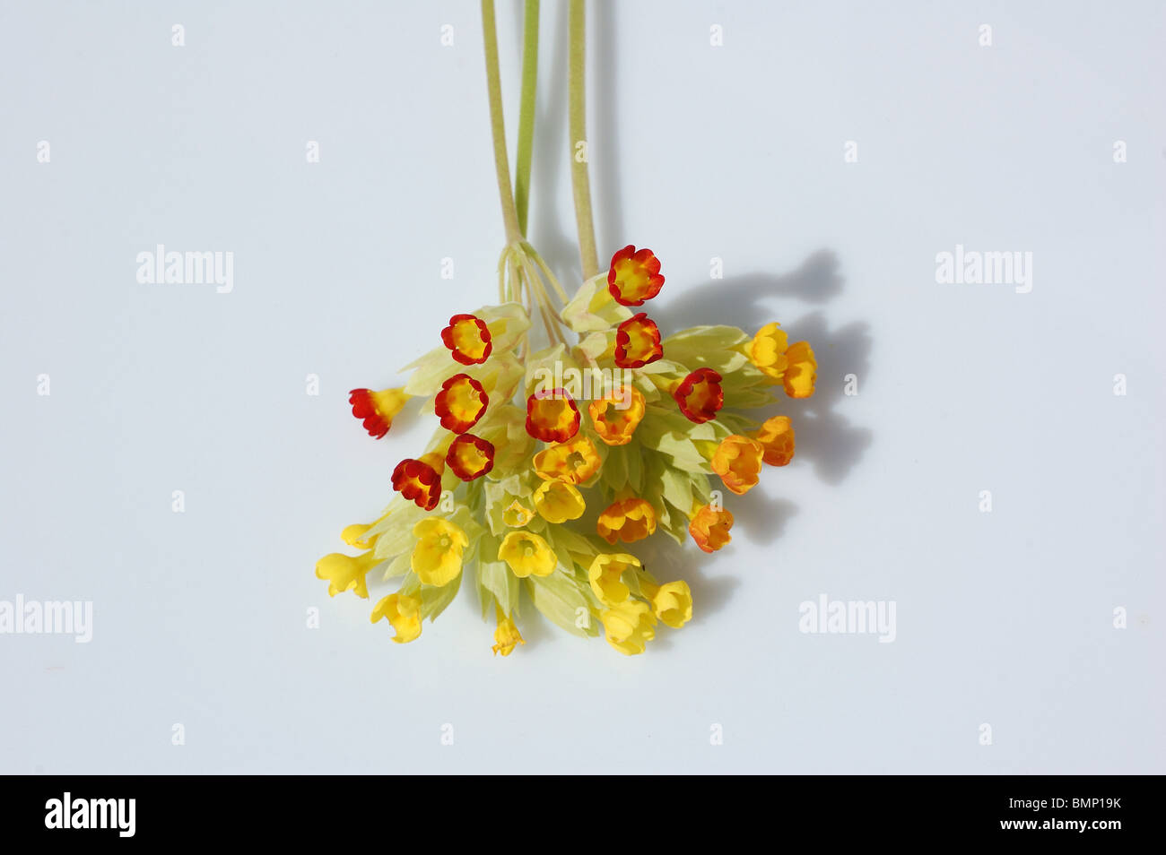 Bunch of primroses hi-res stock photography and images - Alamy