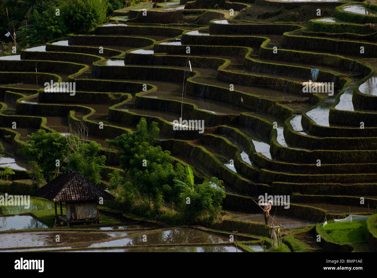 Preparing the ground for new rice at the magnificent Belimbing terraced ...
